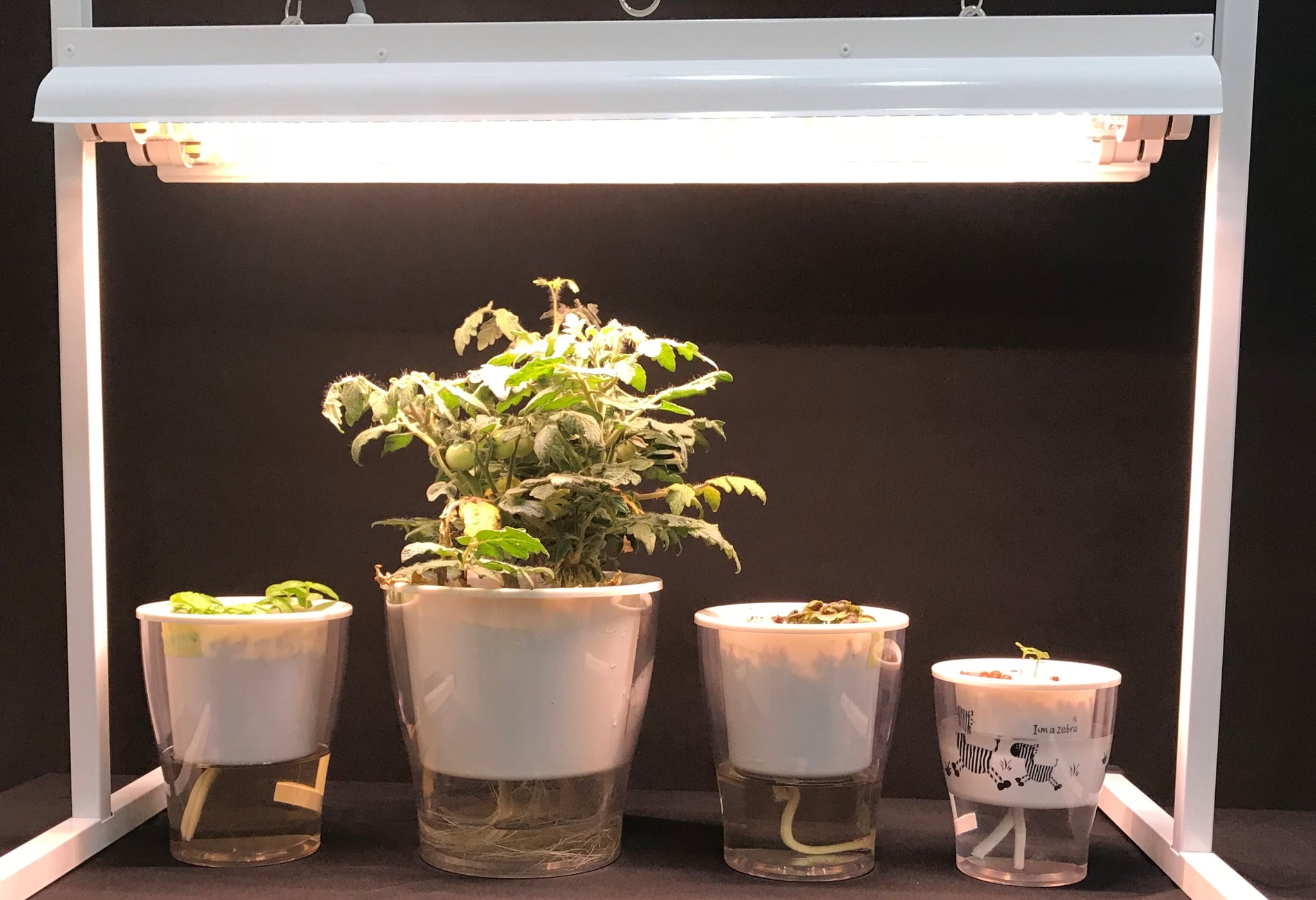 Horticulture Grow Light System – Eco-Light Pte Ltd